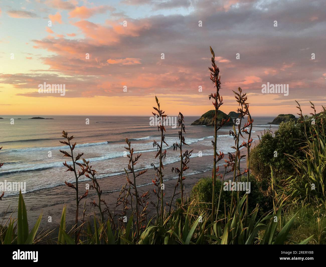 New zealand flax plant red hi-res stock photography and images - Alamy