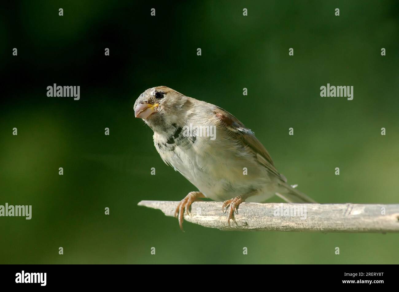Old World Sparrow Stock Photo - Alamy