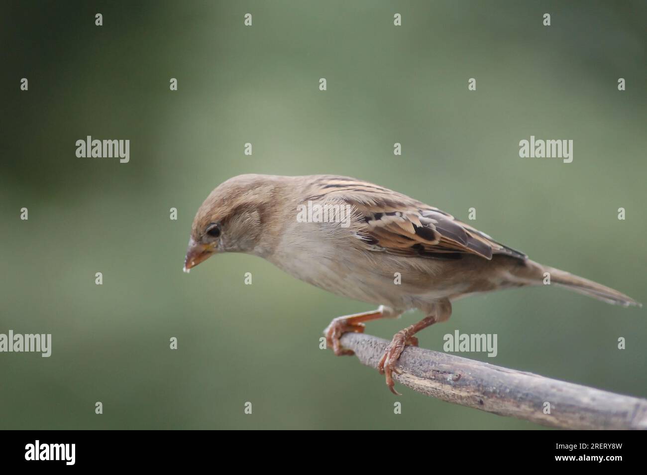 Old World Sparrow Stock Photo - Alamy
