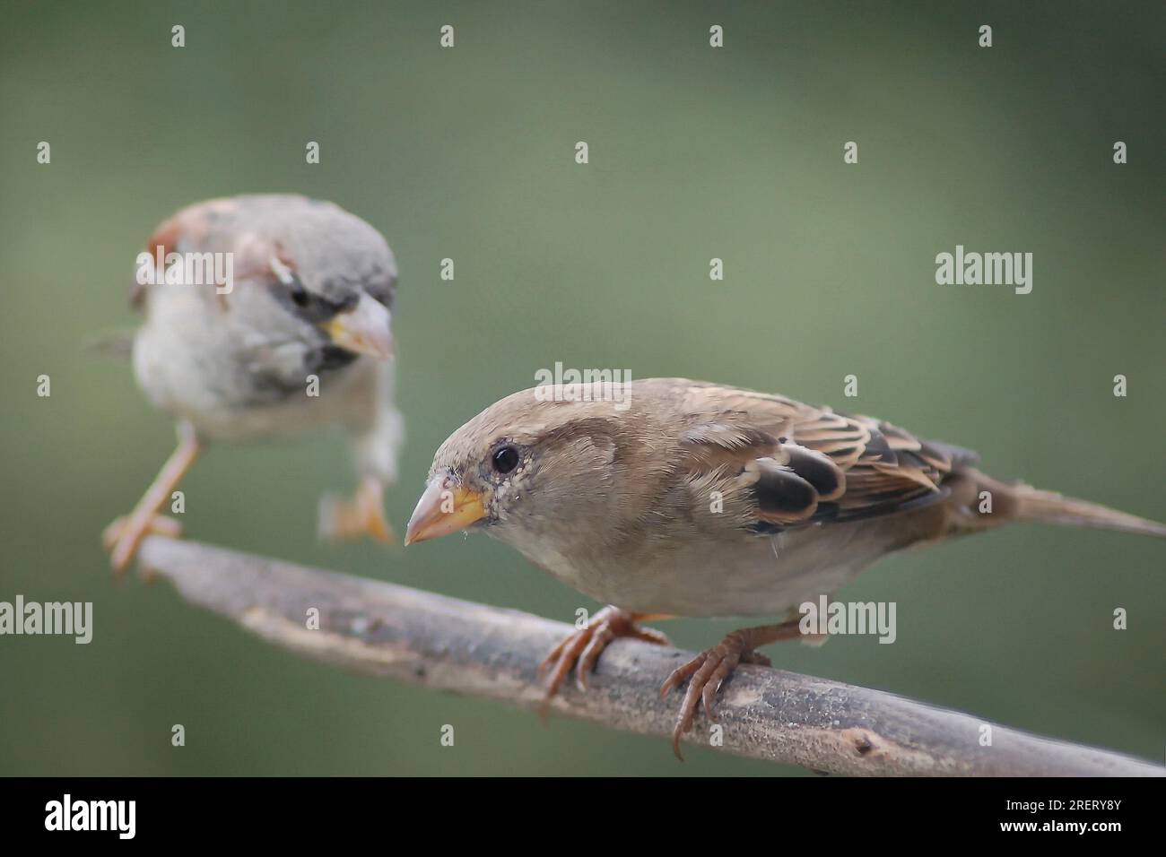Old World Sparrow Stock Photo - Alamy