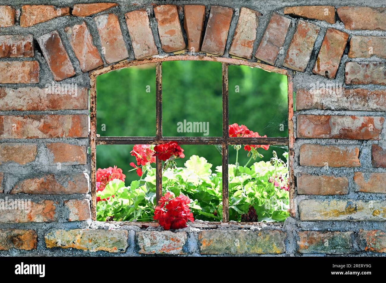 Opened rustic brick window with metal bars and vivid red geranium ...