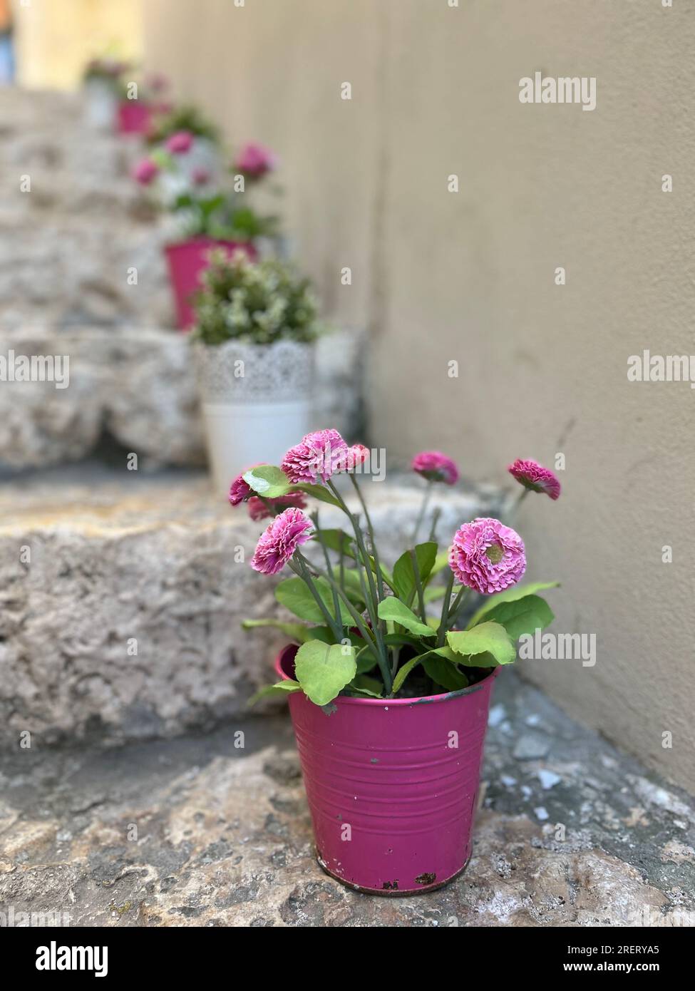 Beautiful pink flowers in a pink flowerpot standing on old stone steps ...