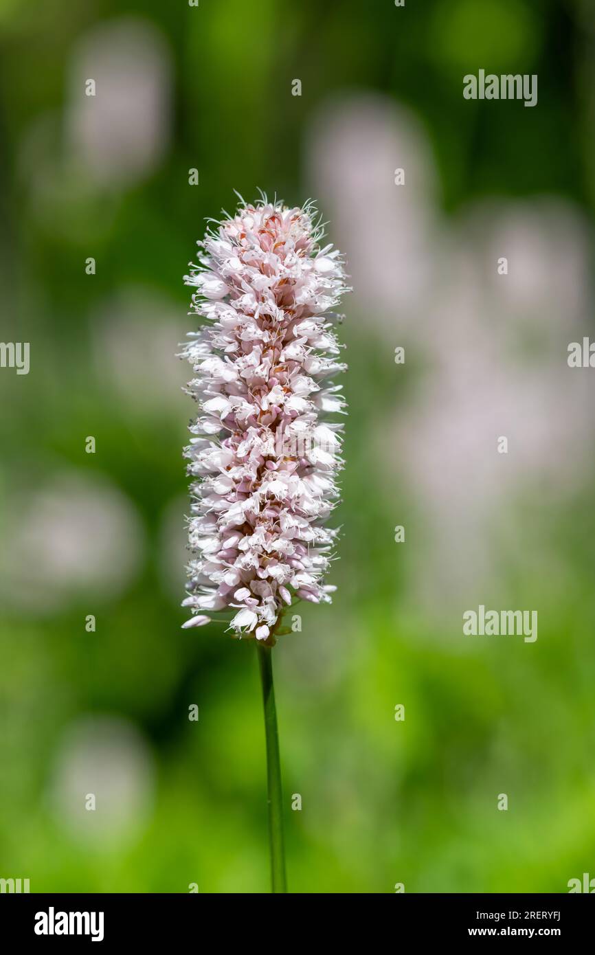 Macro shot of a common bistort (bistorta officinalis) flower in bloom ...