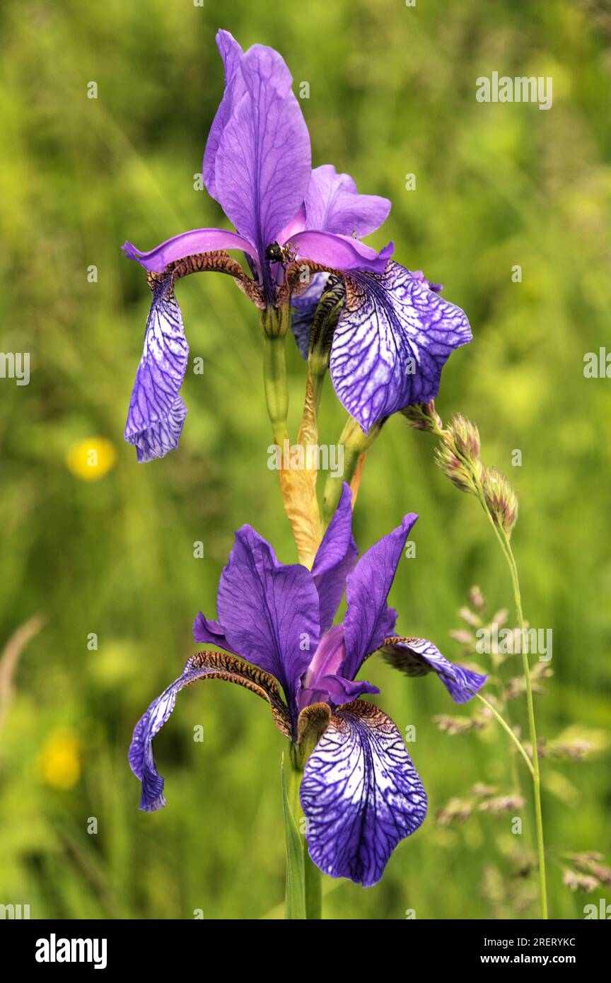 Siberian Iris (Iris siberica) in meadow at Au on Lake Zürich Stock ...