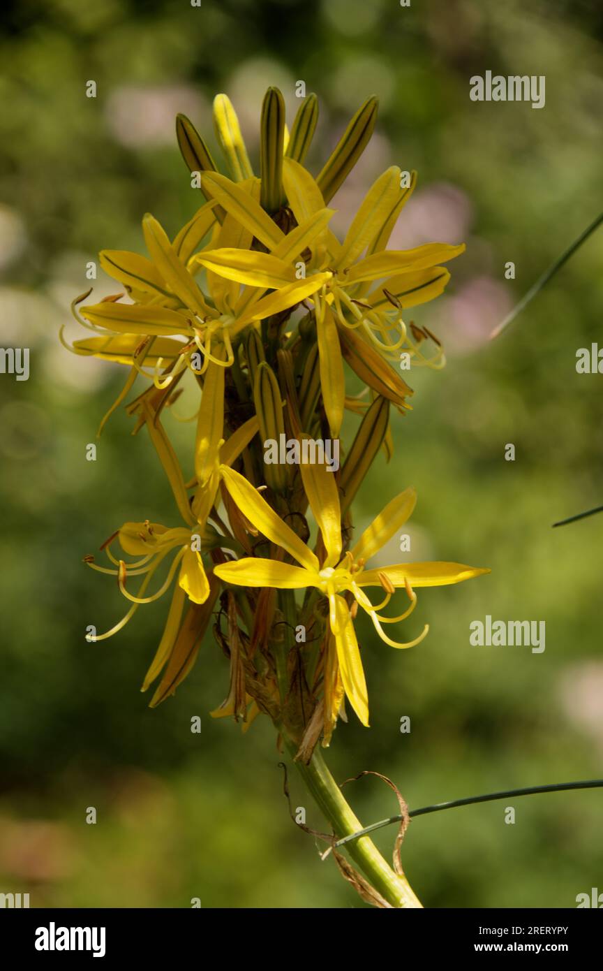 King's-spear, Yellow asphodel or Jacob's-rod (Asphodline lutea) in ...