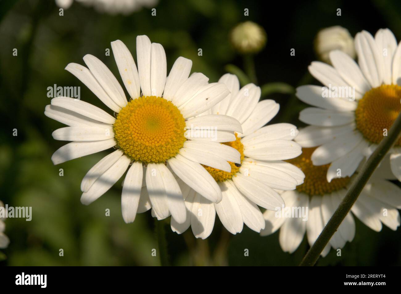 Ox-eye Daisy (Leucanthemum vulgare Stock Photo - Alamy