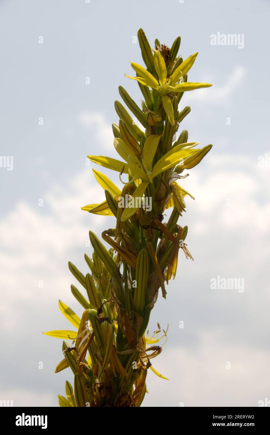 King's-spear, Yellow asphodel or Jacob's-rod (Asphodline lutea) in ...