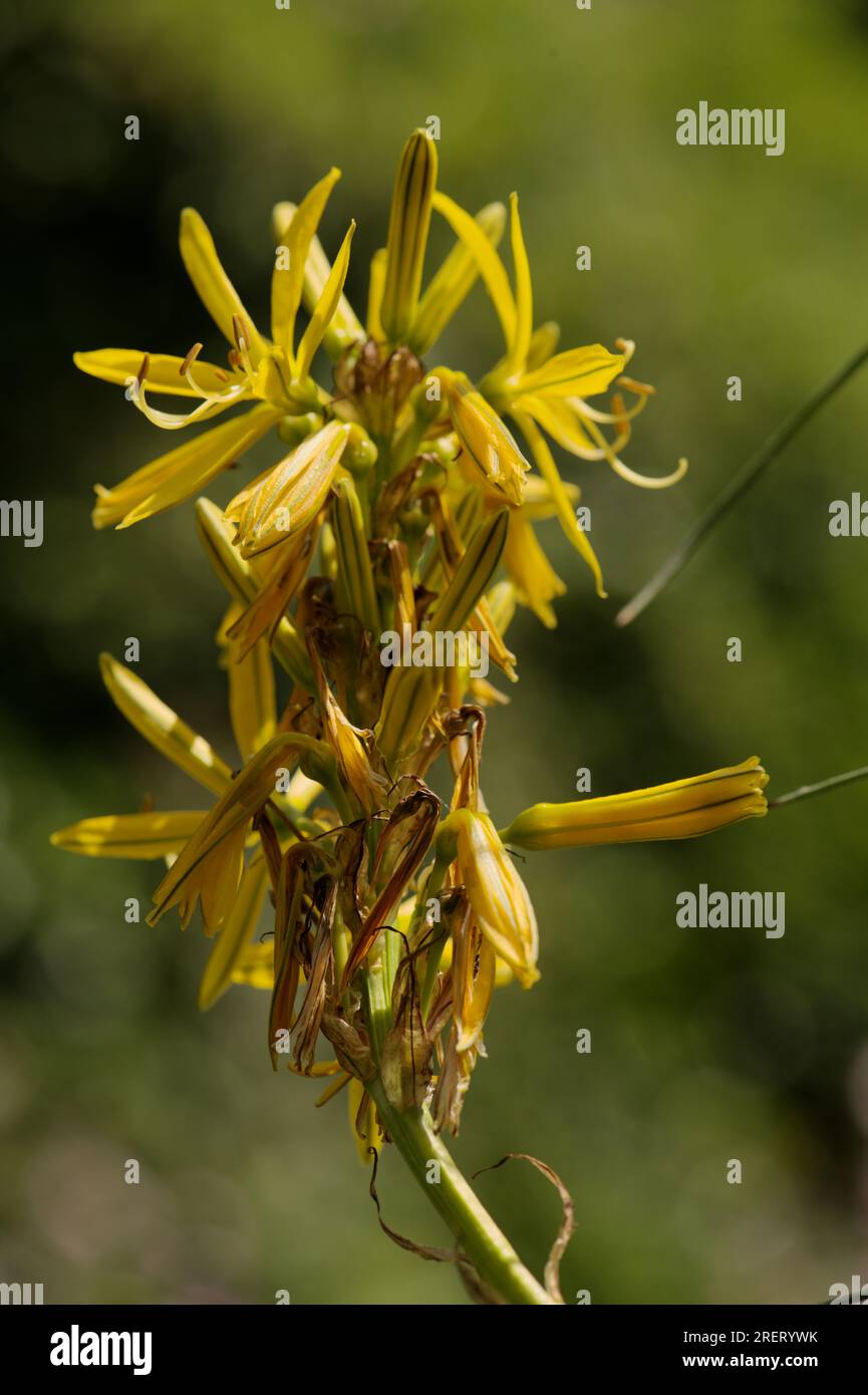 King's-spear, Yellow asphodel or Jacob's-rod (Asphodline lutea) in ...