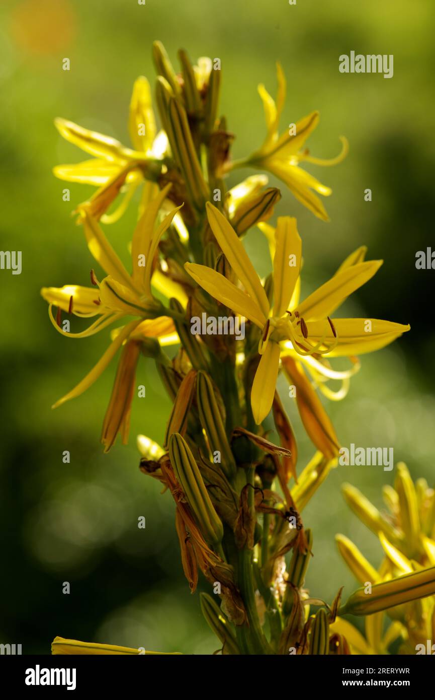 King's-spear, Yellow asphodel or Jacob's-rod (Asphodline lutea) in ...