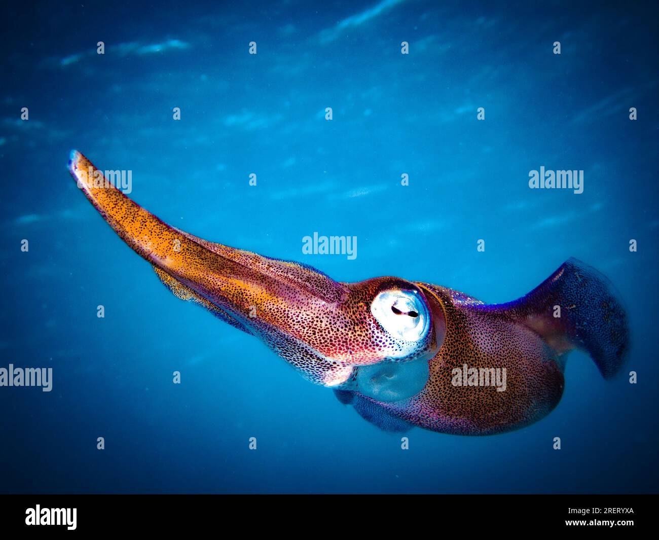 Caribbean reef squid under the waves in the Carribbean, Roatan, Bay ...