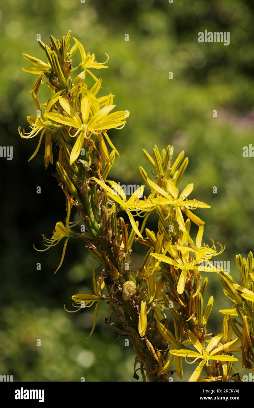 King's-spear, Yellow asphodel or Jacob's-rod (Asphodline lutea) in ...