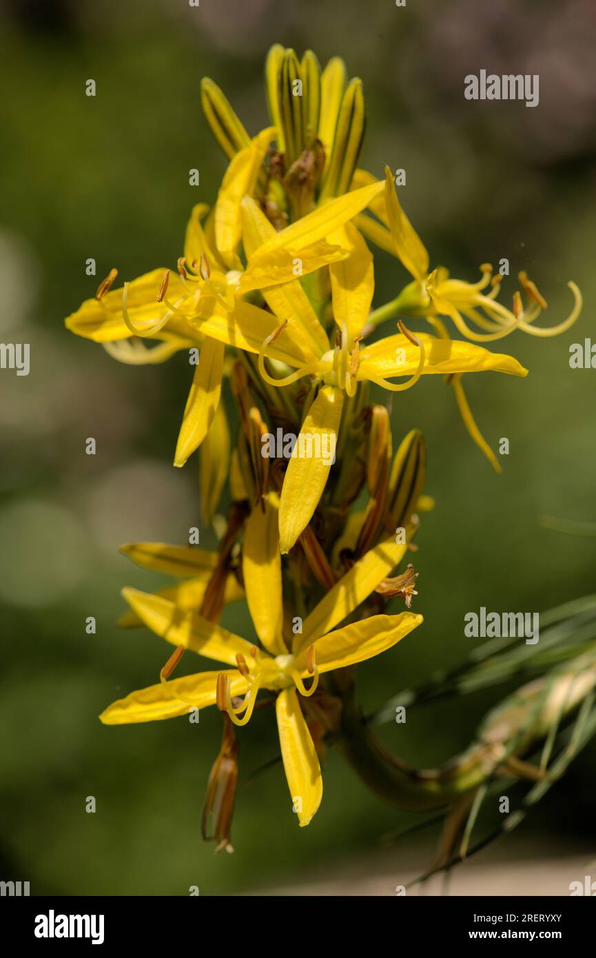 King's-spear, Yellow asphodel or Jacob's-rod (Asphodline lutea) in ...