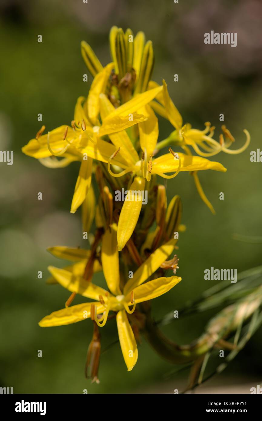 King's-spear, Yellow asphodel or Jacob's-rod (Asphodline lutea) in ...