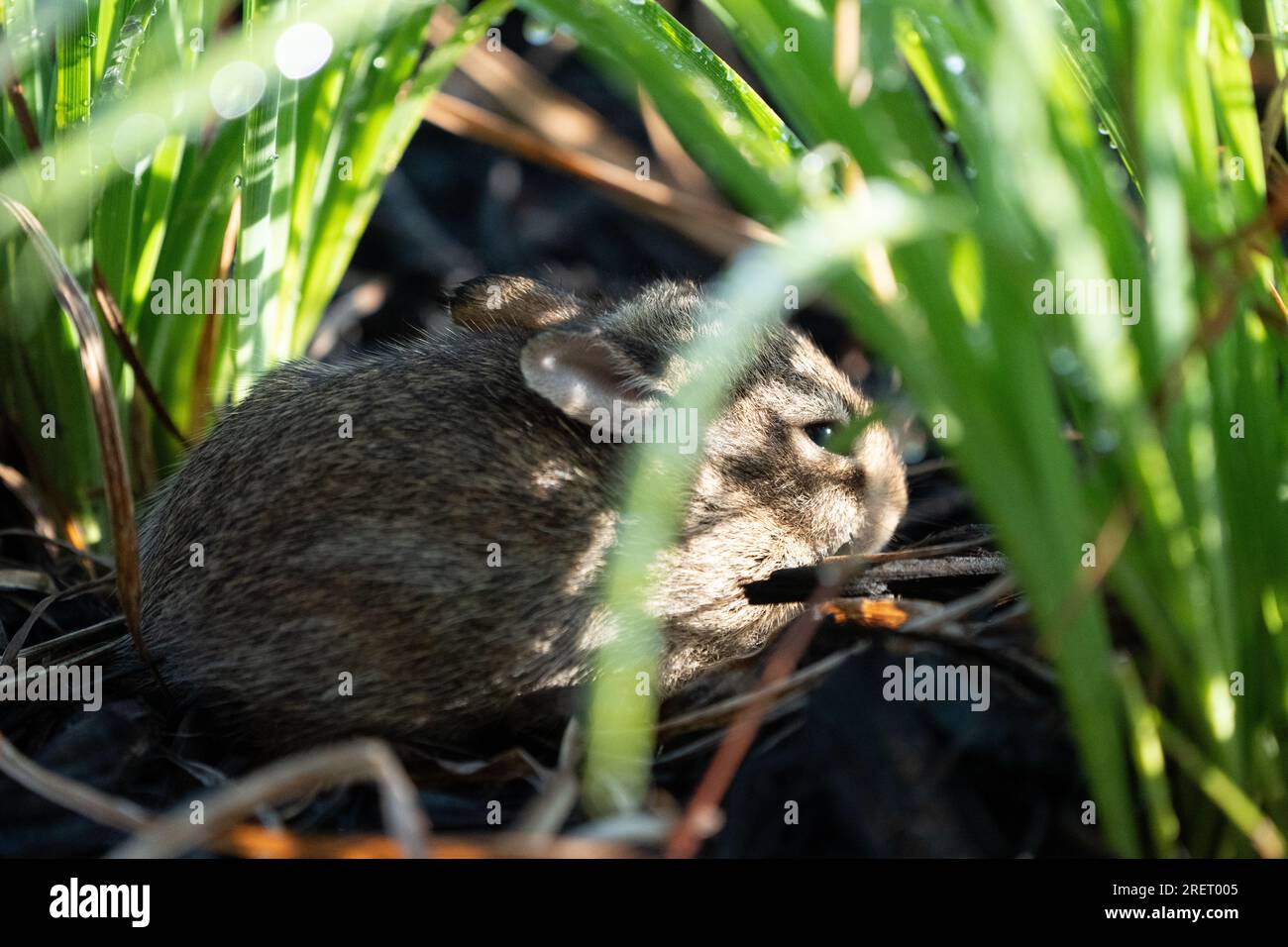 A baby bunny hiding in the tall grass Stock Photo - Alamy