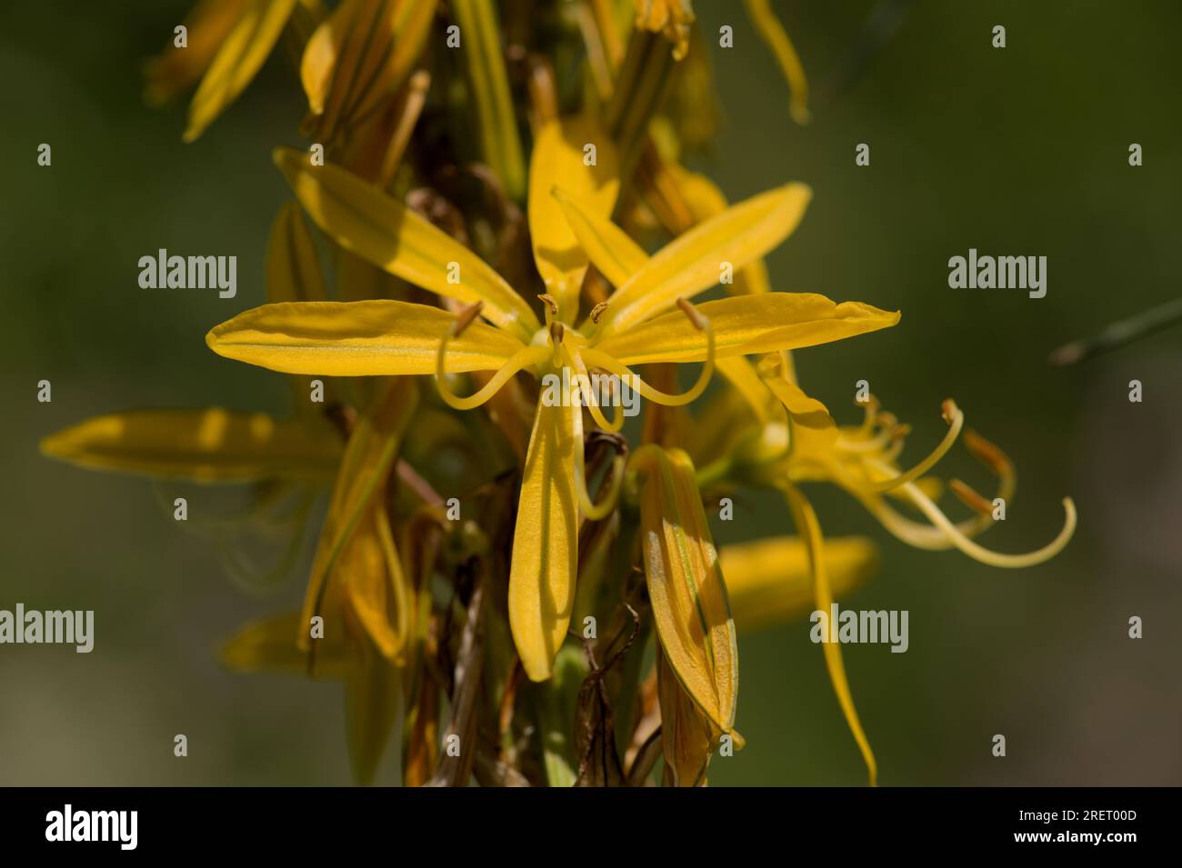 King's-spear, Yellow asphodel or Jacob's-rod (Asphodline lutea) in ...