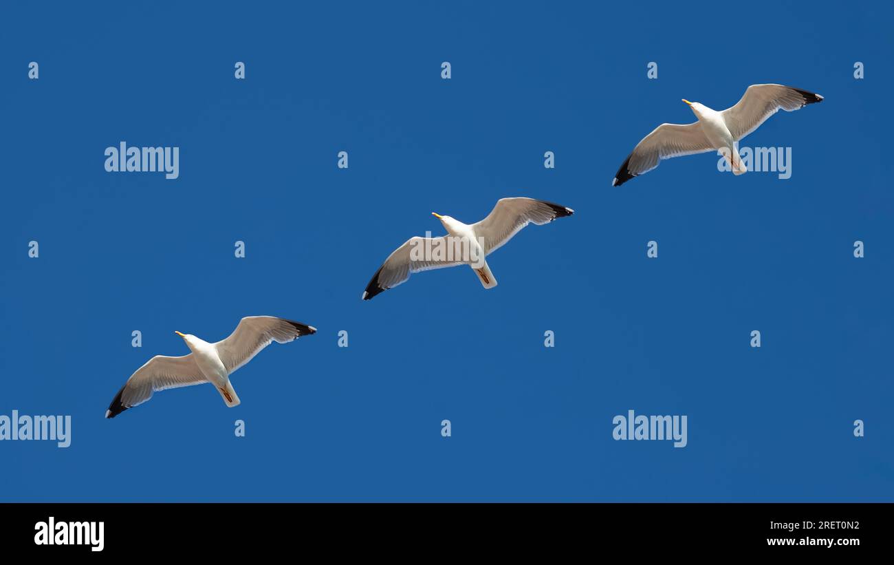 Pattern - flying seagulls on the blue sky Stock Photo - Alamy