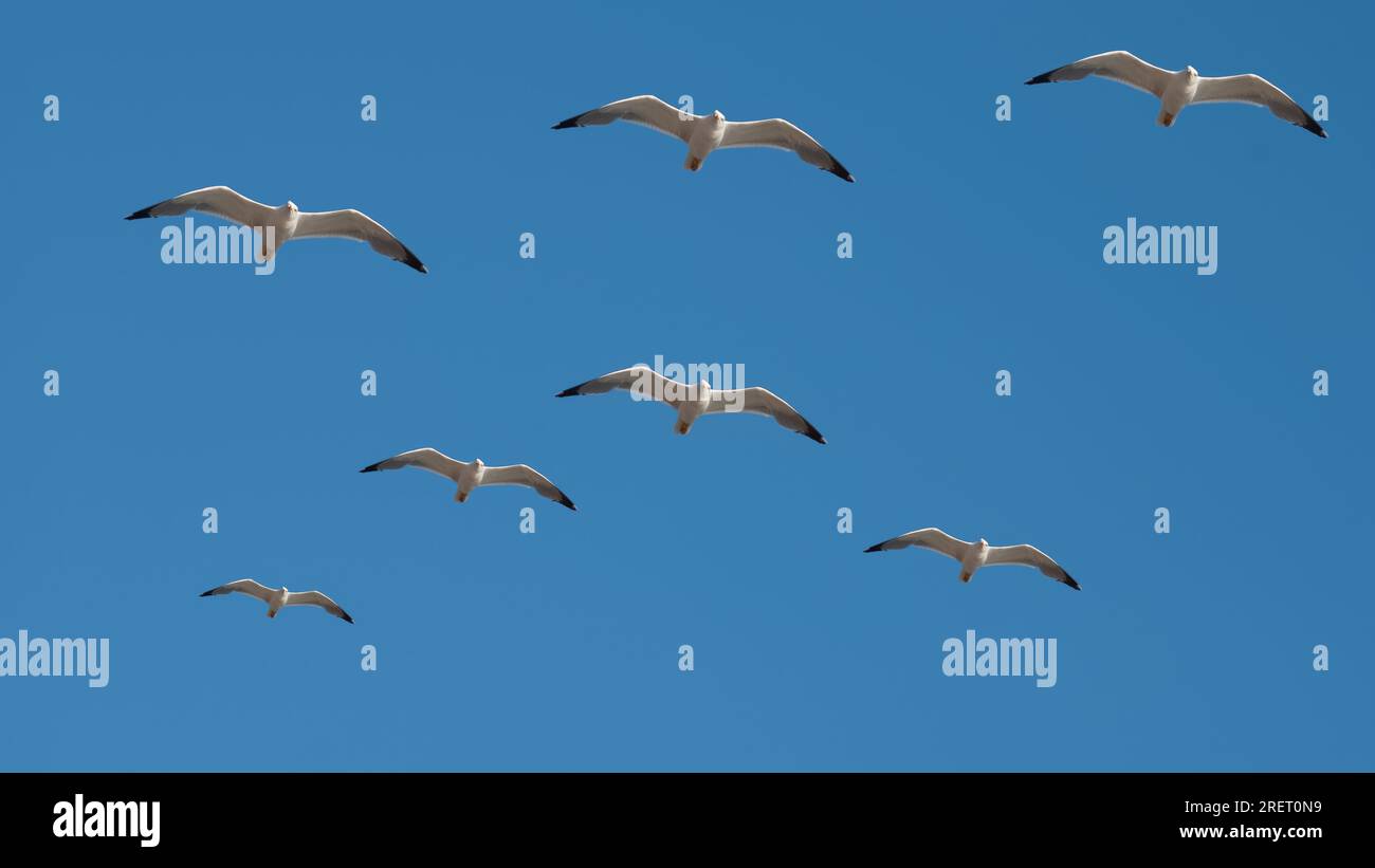 Pattern - flying seagulls on the blue sky Stock Photo - Alamy