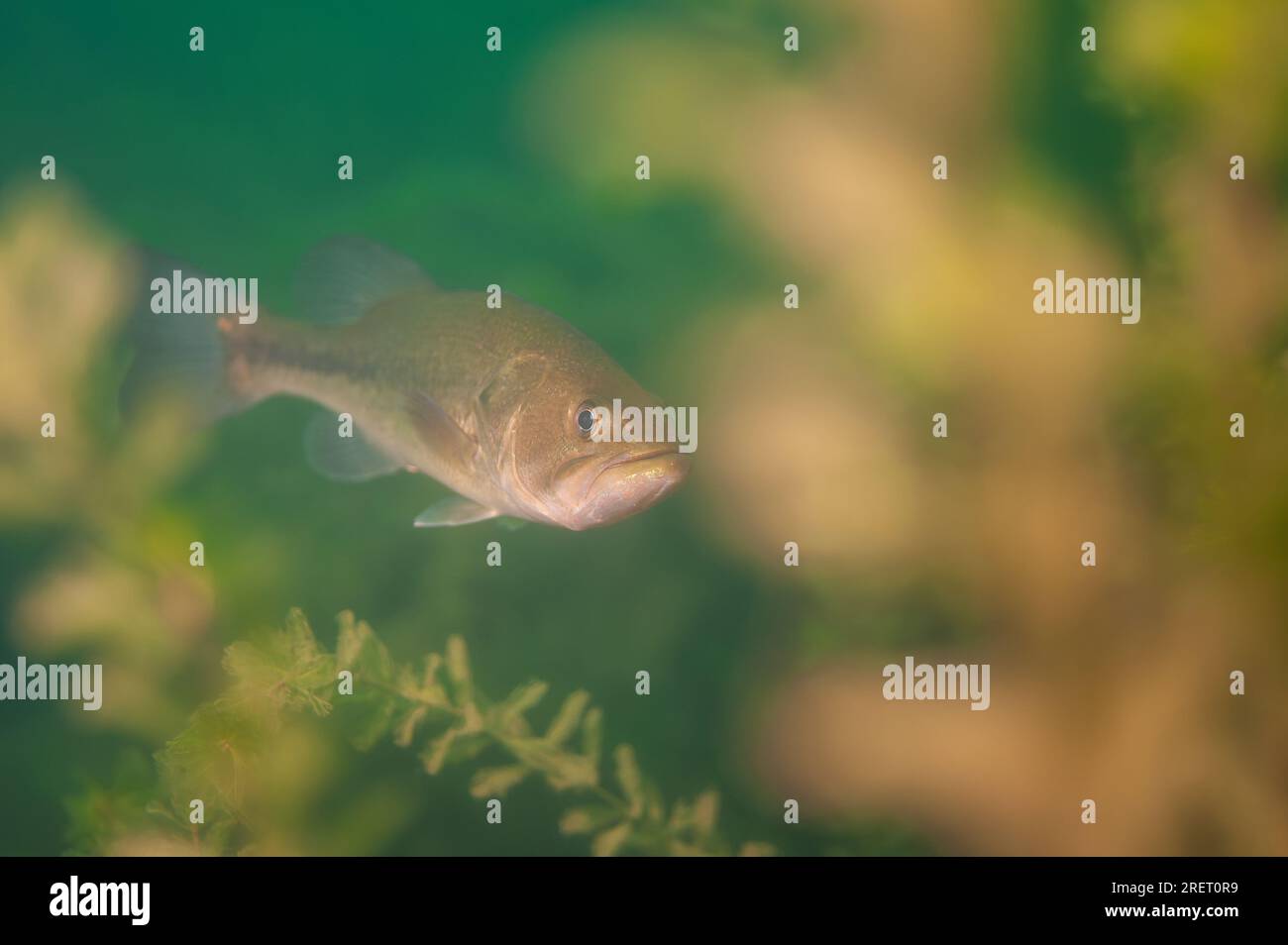 Largemouth bass swimming through the weeds in a Michigan inland lake ...