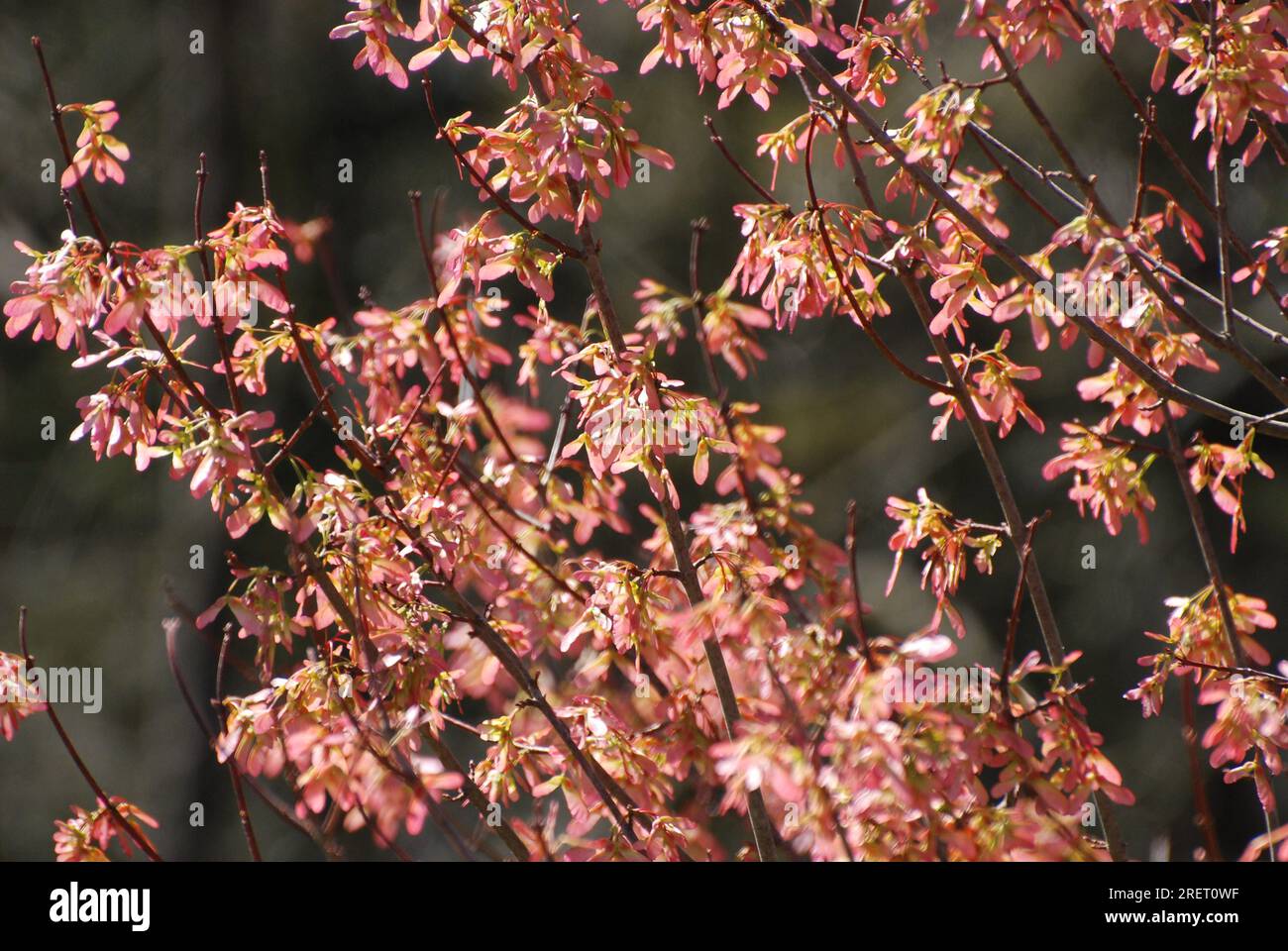 Maple seeds on maple tree. Captured from front view Stock Photo - Alamy