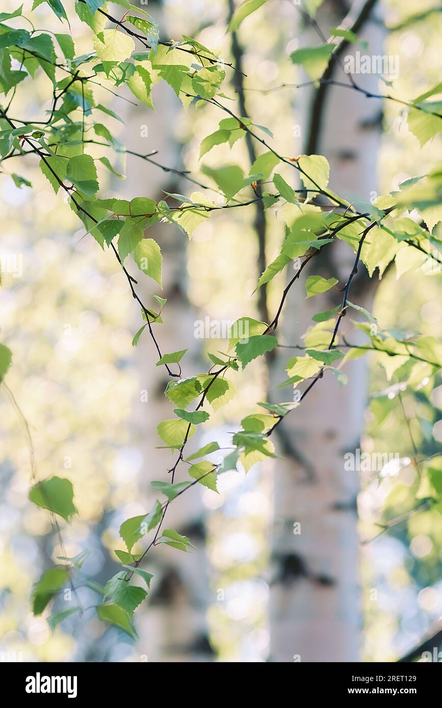 Natural background - a fragment of a birch tree, summer Stock Photo - Alamy