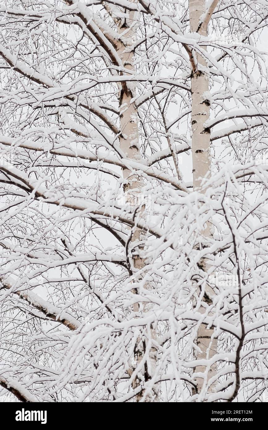 Natural background - a fragment of a birch tree, winter, under the snow ...