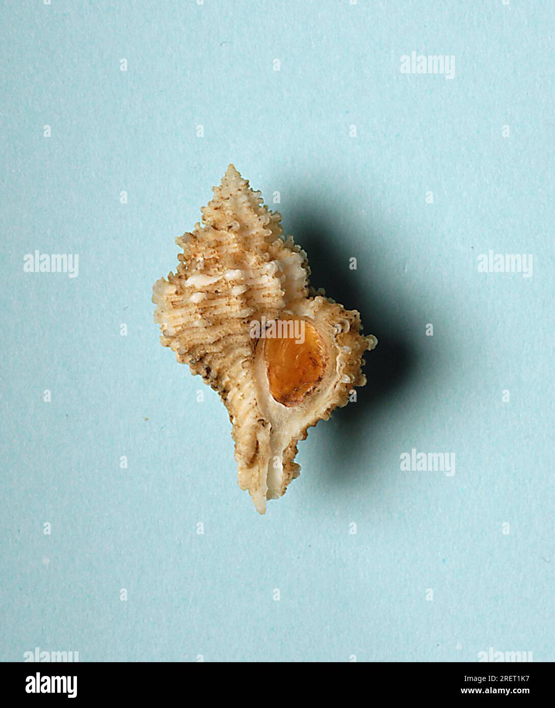 Coralliophila meyendorffii, Muricidae Stock Photo - Alamy