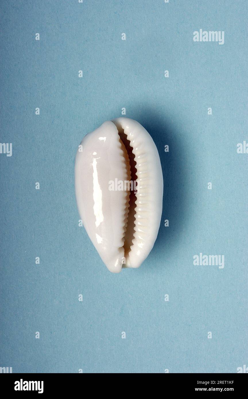 Cribrarula cribraria, Cypraeidae Stock Photo - Alamy