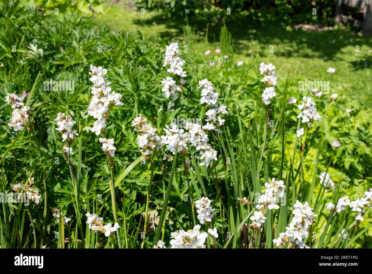 Marie anne libert hi-res stock photography and images - Alamy