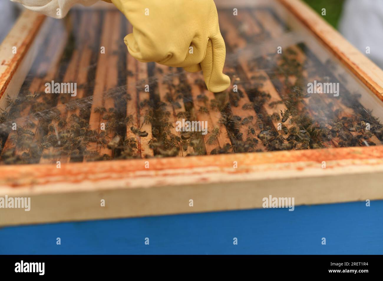 A beehive with bees. A box with bees Stock Photo - Alamy