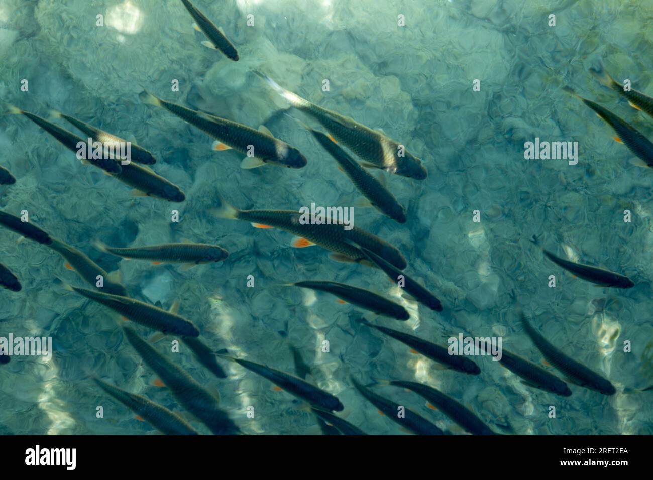 School of fish swimming in pristine waters at Plitvice Lakes National ...