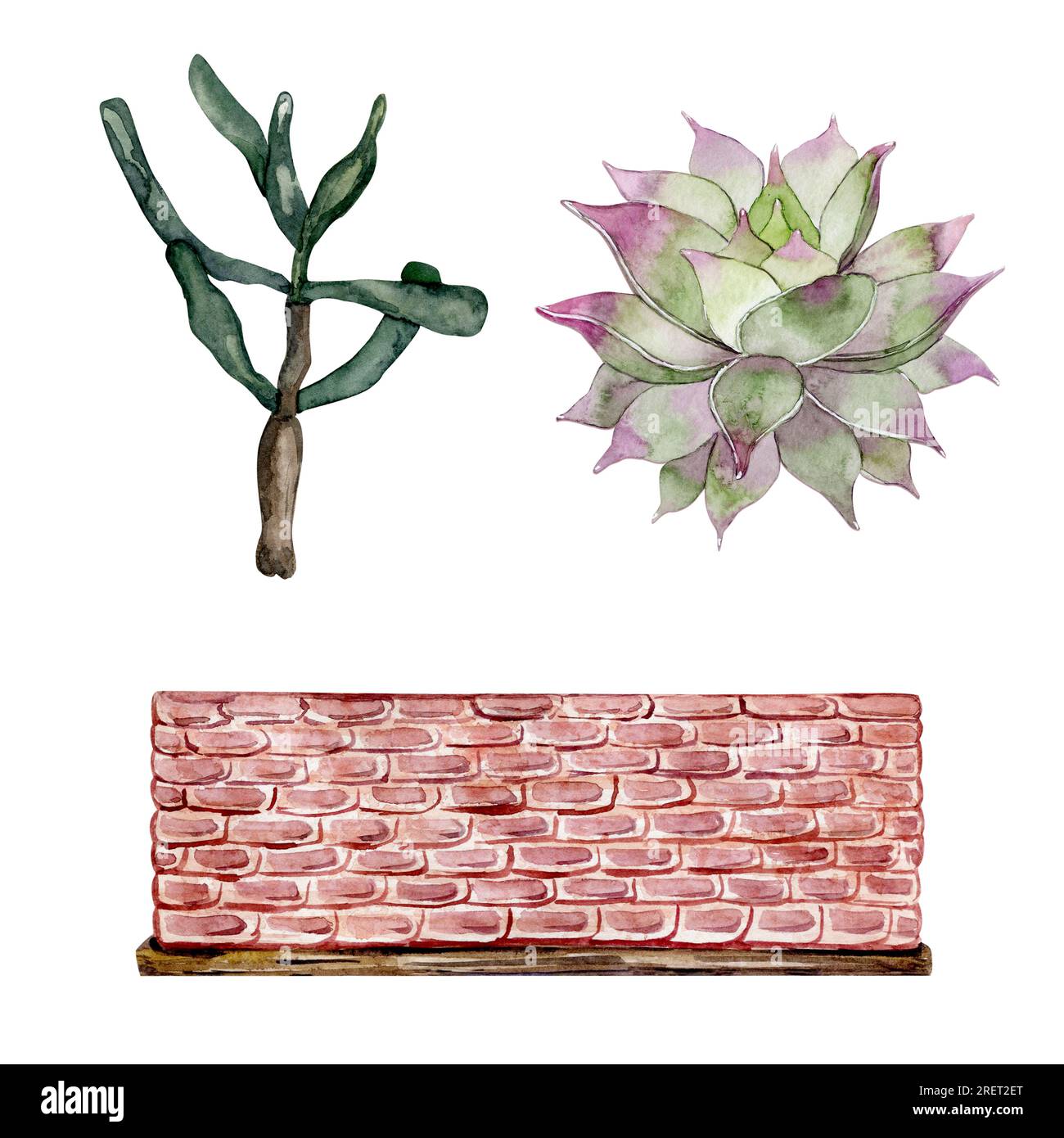 Set of succulents and clay pots. Cute home plants. High quality ...