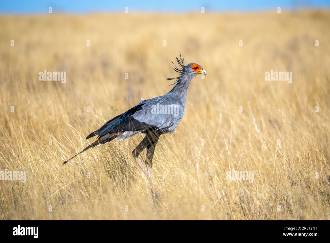 Endangered secretary bird hi-res stock photography and images - Alamy