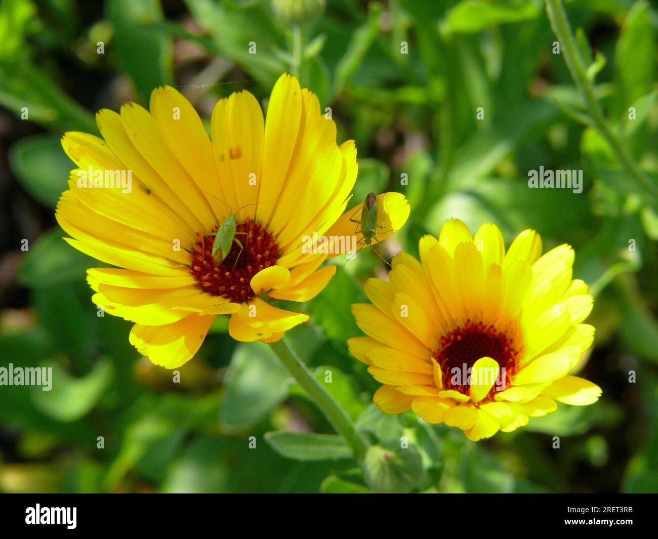 Marigold (Calendula officinalis), garden marigold, golden flower, death ...