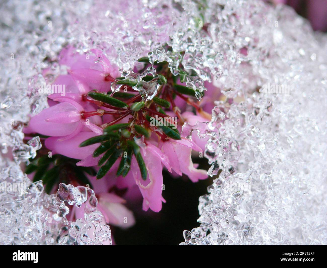 Flowers with snow, Erica with snow, Heather (Erica), Heath, Erica Stock ...