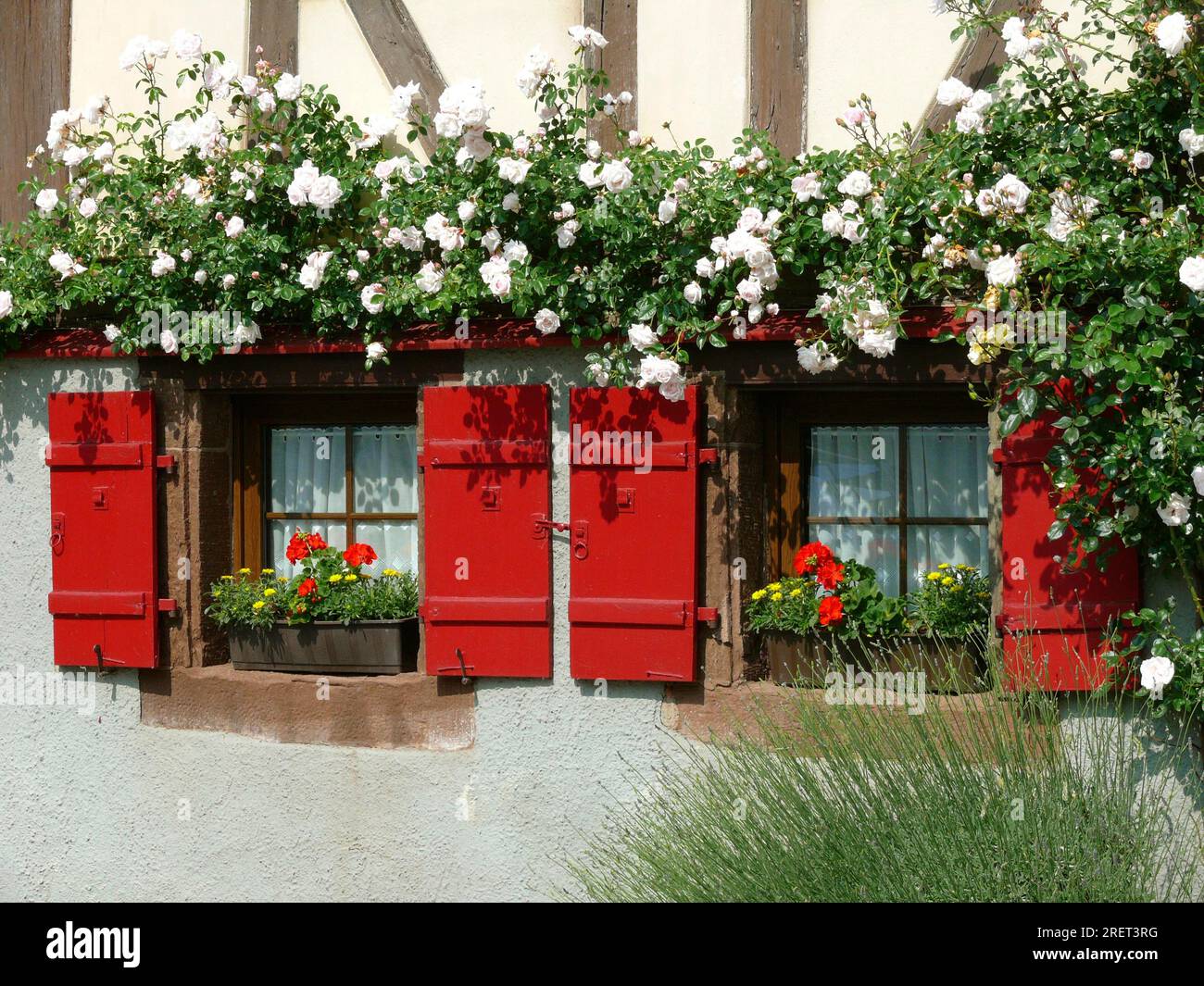 Window with shutter, various flowers, climbing roses white Stock Photo ...
