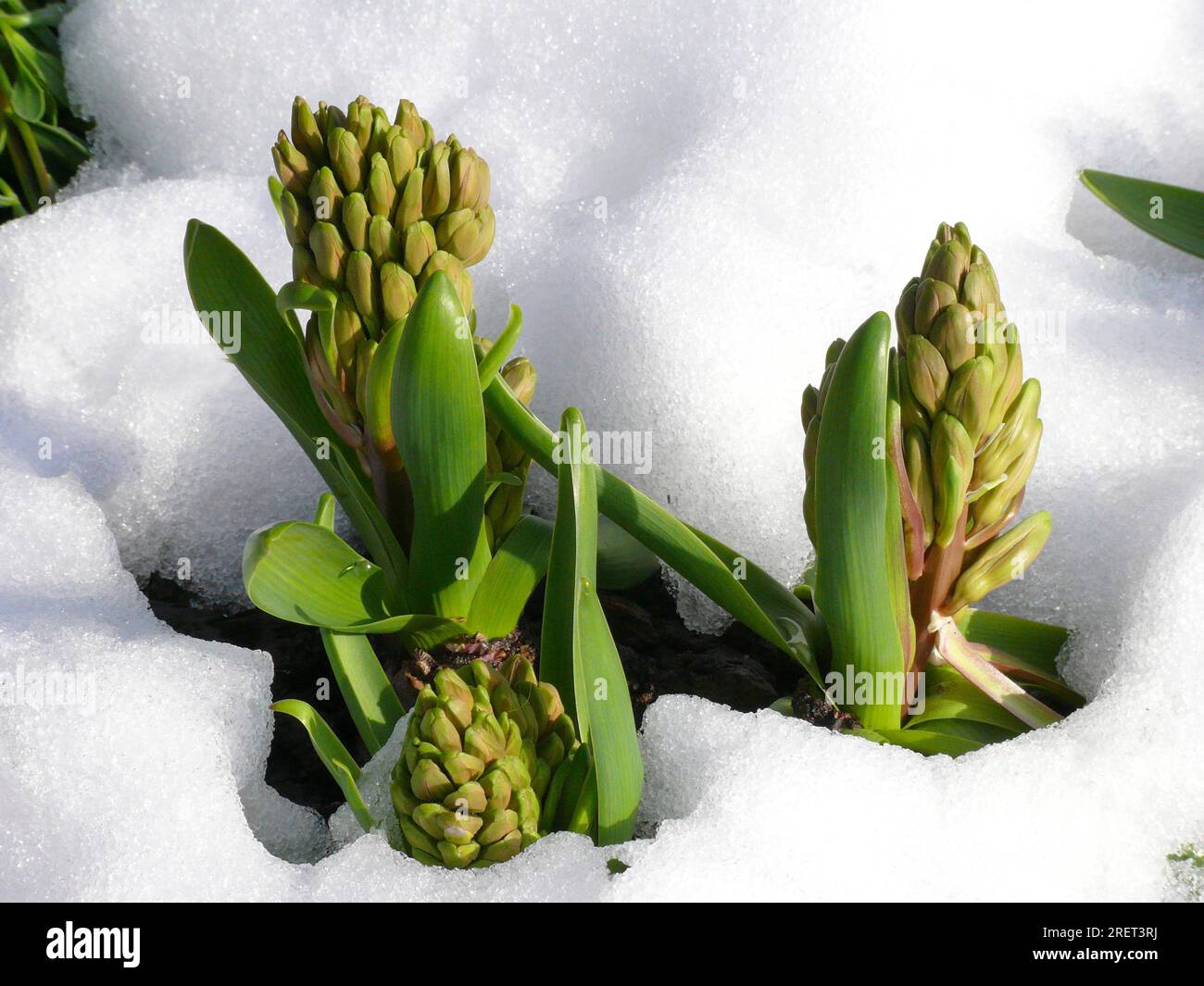 Hyacinth with Snow, Flowers with Snow, garden hyacinth (Hyacinthus ...