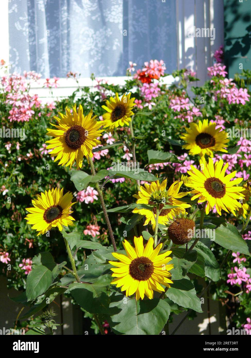 Window outside with sunflowers (Helianthus annuus), cottage garden ...