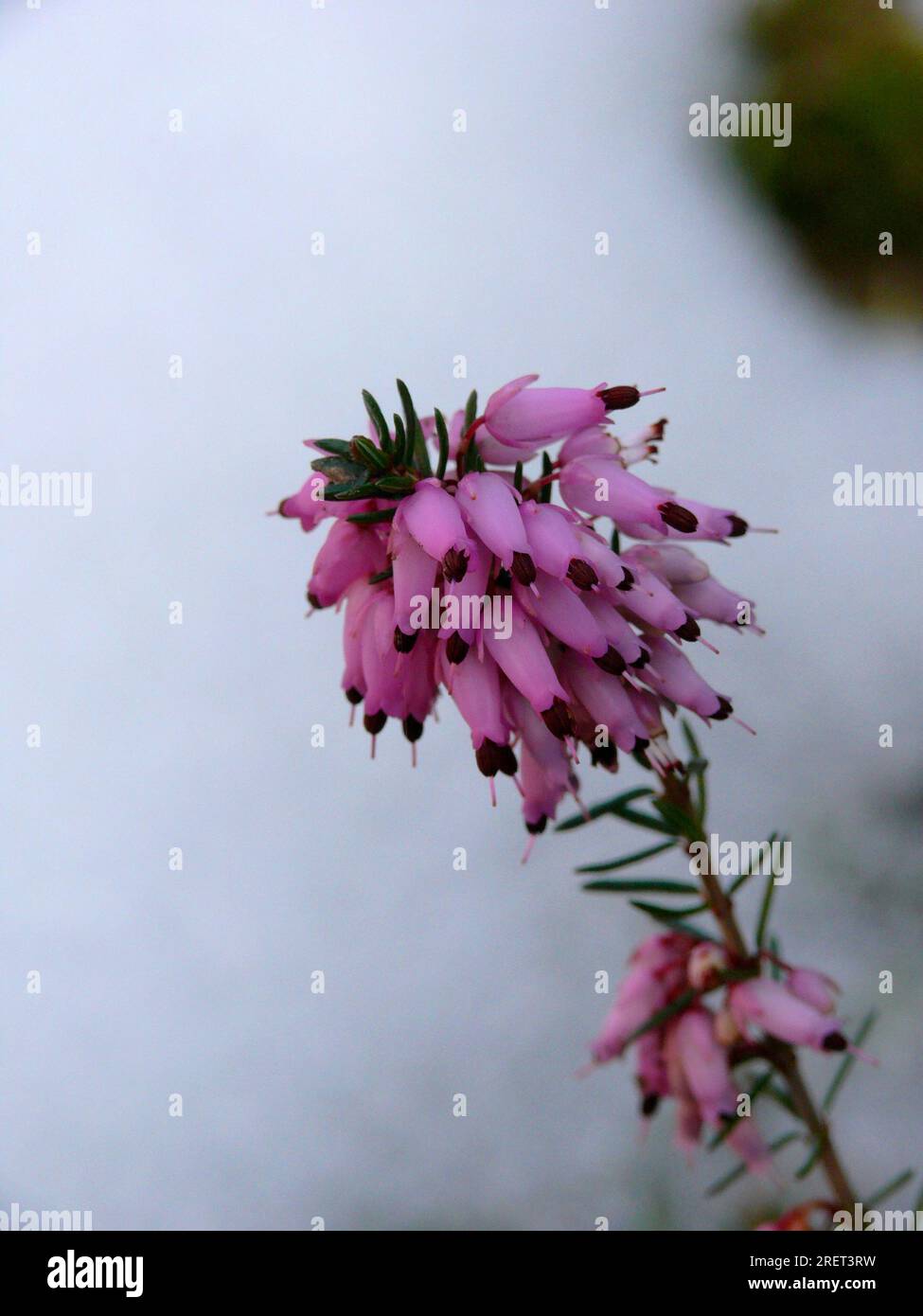 Flowers with snow, Erica with snow, Heather (Erica), Heath, Erica Stock ...