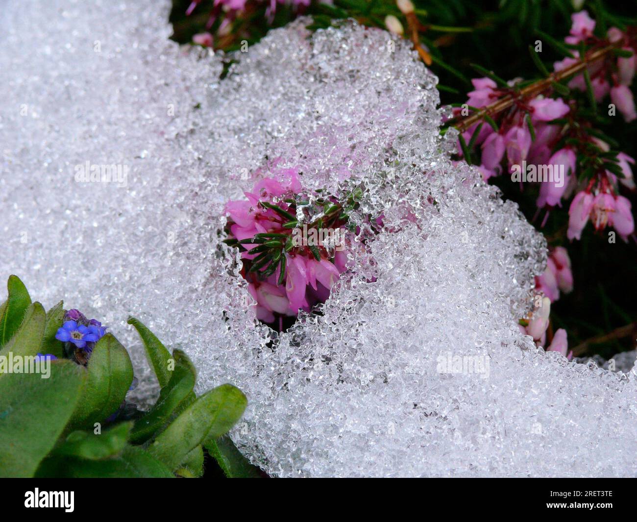 Flowers with snow, Erica with snow, Heather (Erica), Heath, Erica Stock ...
