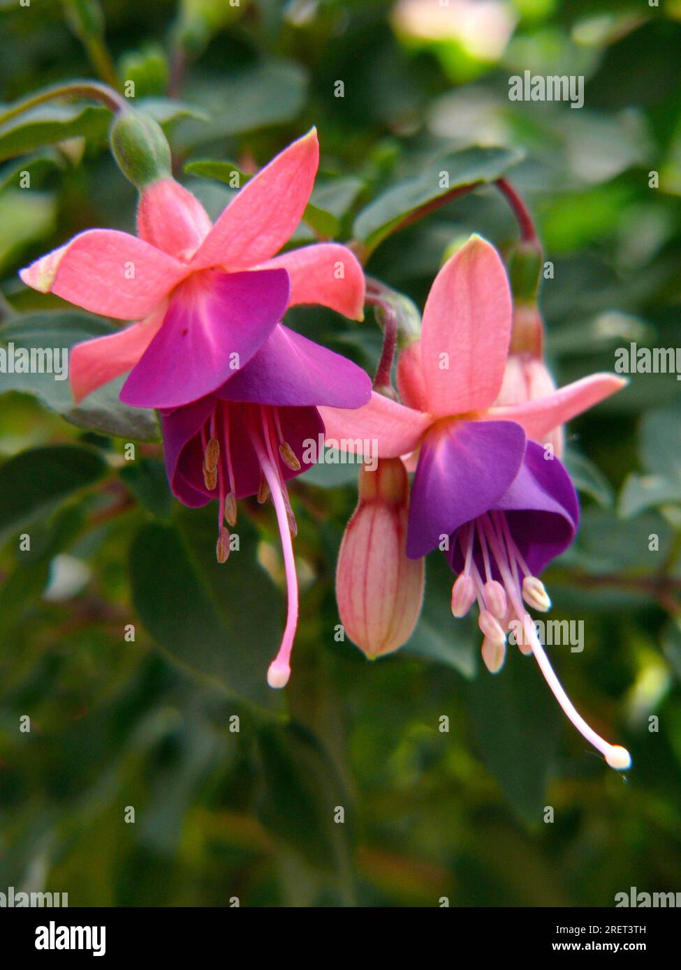Fuchsia flower in detail Stock Photo - Alamy