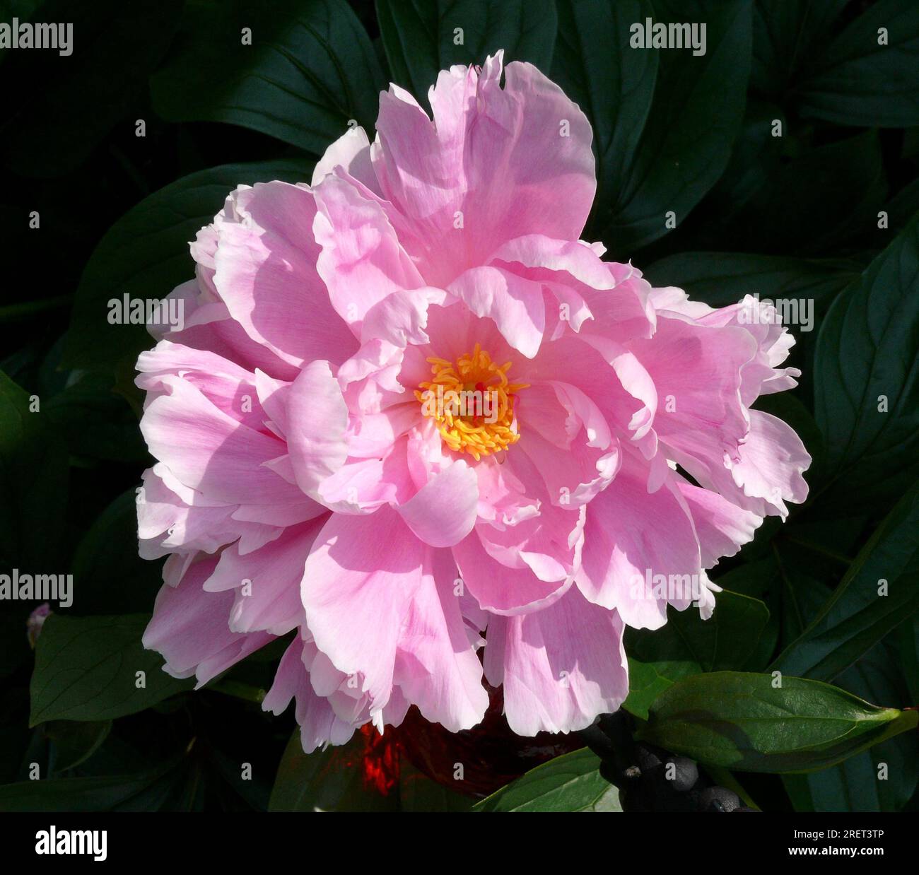 Peony flowering, european peony (Paeonia officinalis), Benedictine Rose ...