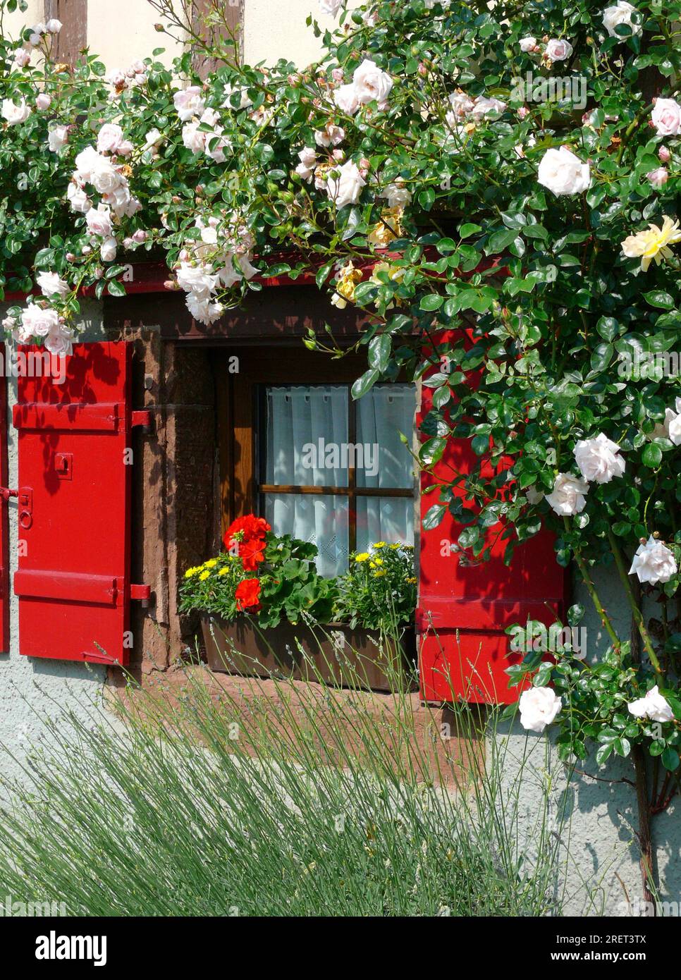 Window with shutter, various flowers, climbing roses white Stock Photo ...