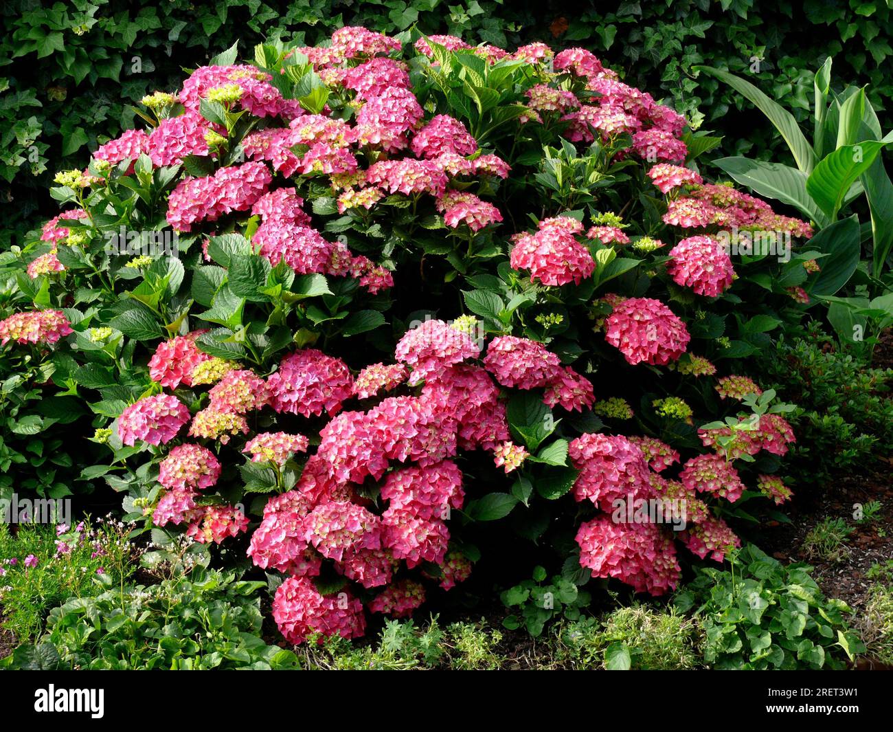 Hydrangea bush flowering Stock Photo - Alamy
