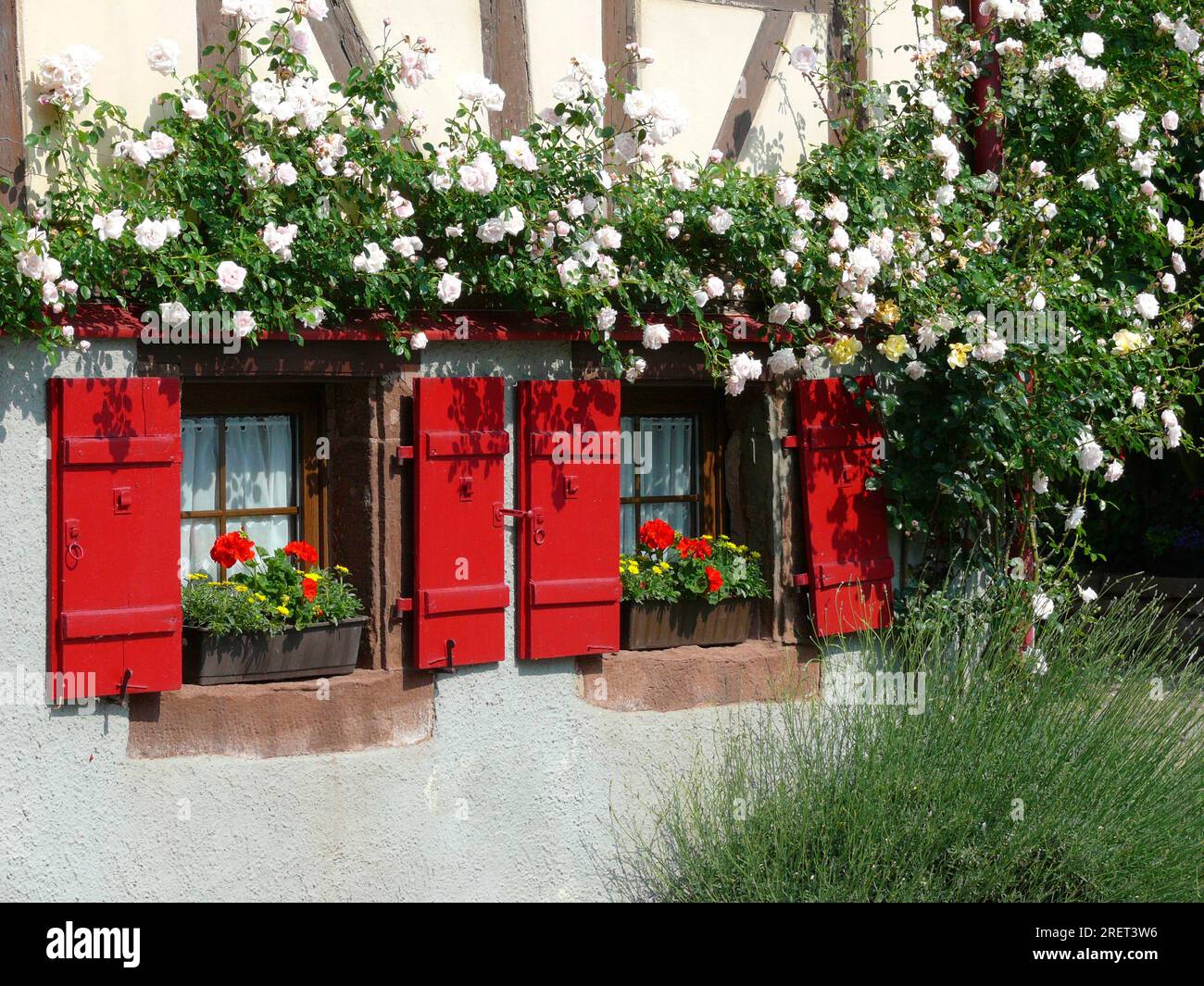 Window with shutter, various flowers, climbing roses white Stock Photo ...