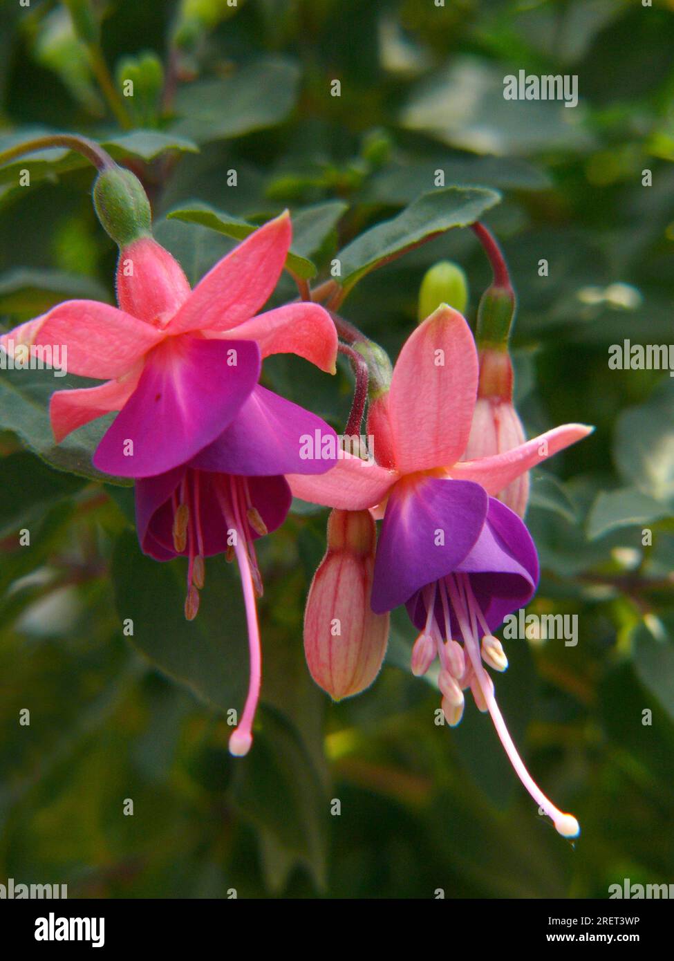 Fuchsia flower in detail Stock Photo - Alamy