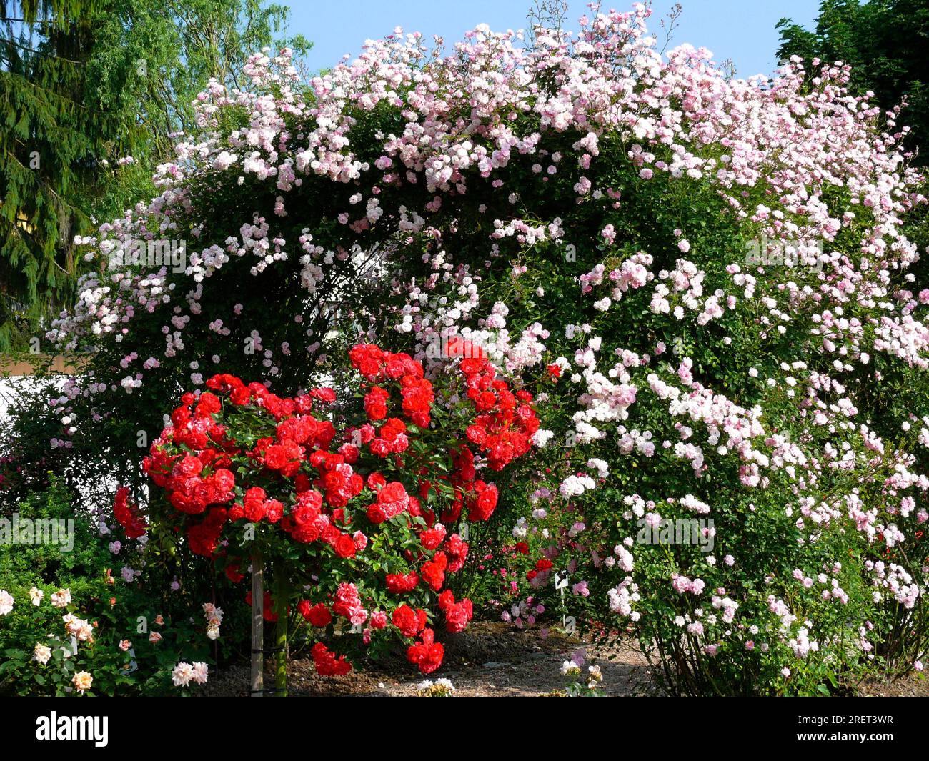 Rose garden in Oberderdingen, BW.D. Rose arch with rose tree Stock ...