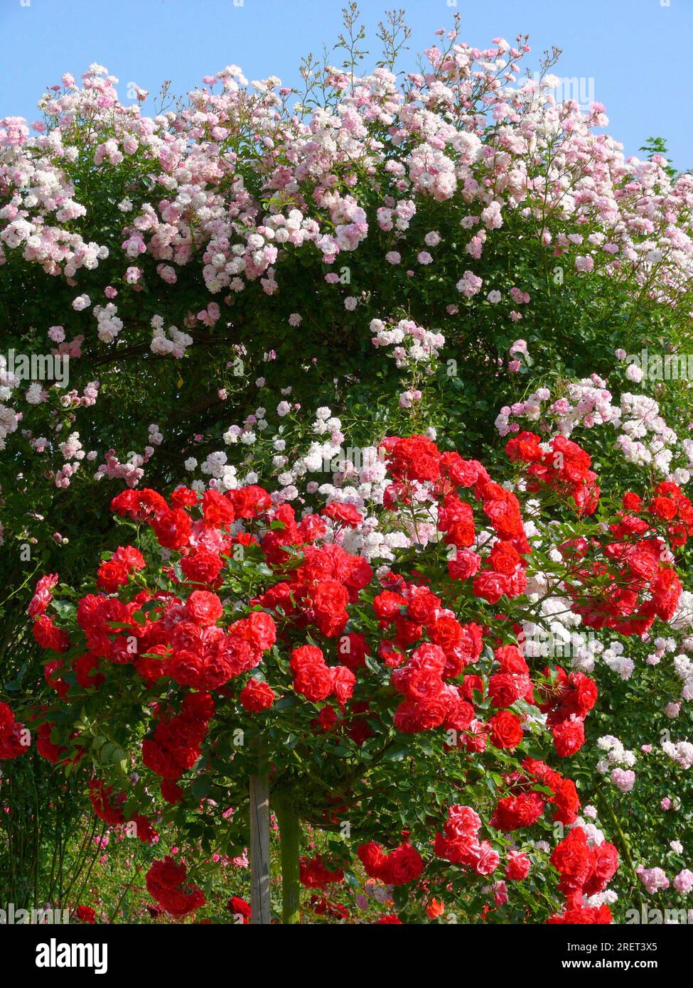 Rose garden in Oberderdingen, BW.D. Rose arch with rose tree Stock ...