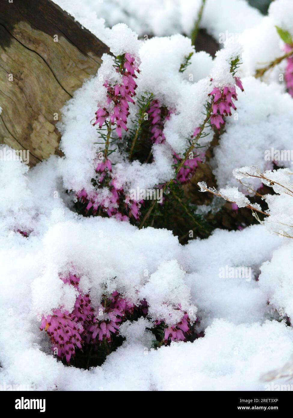 Flowers with snow, heather (Erica) with snow, heather, heath Stock ...