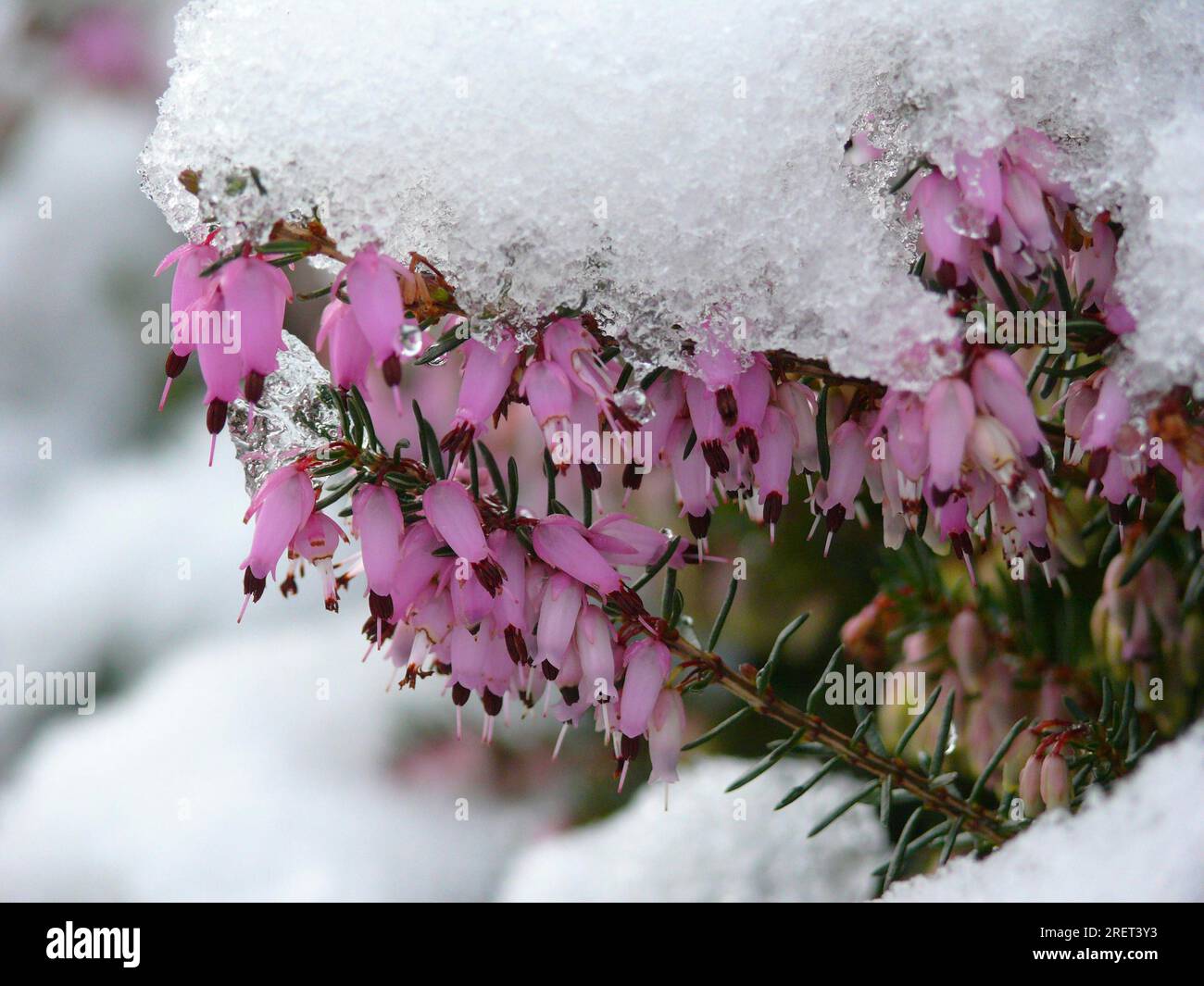 Flowers with snow, heather (Erica) with snow, heather, heath Stock ...