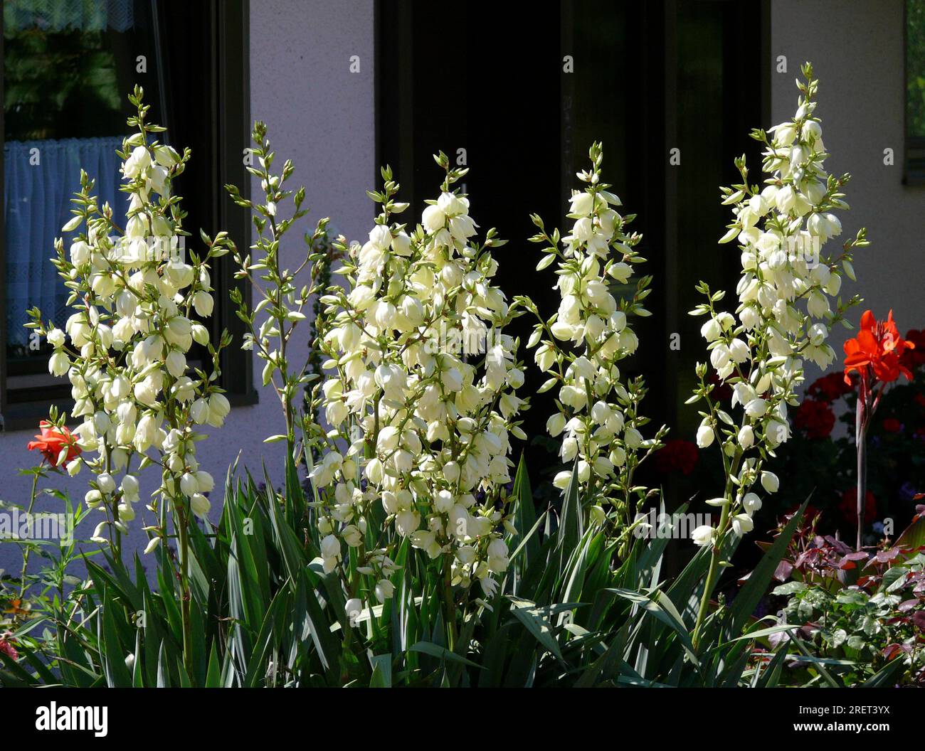 Yucca flowering in the garden, Yucca filamentosa Stock Photo - Alamy